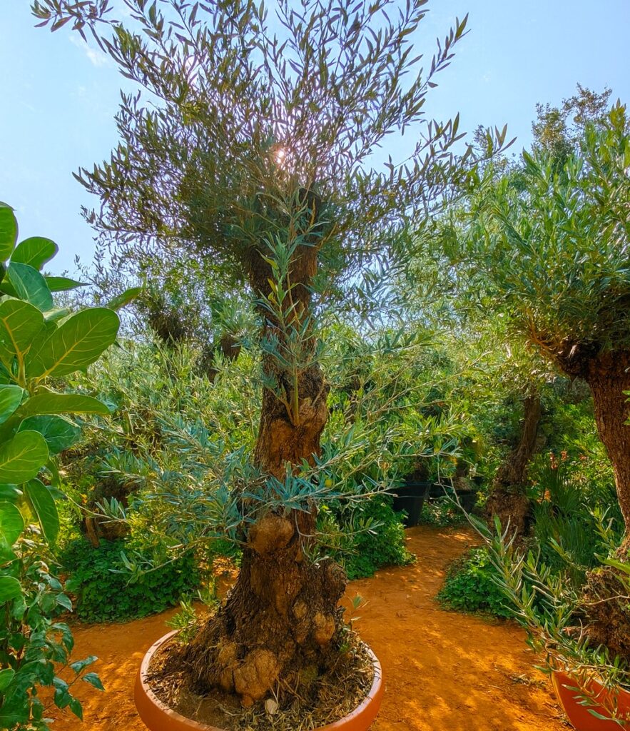 Olive Tree – 2-2.5 Meter size - nativenestuae.com